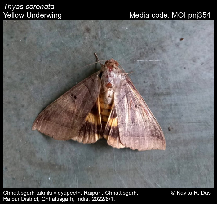 Thyas coronata | Moths